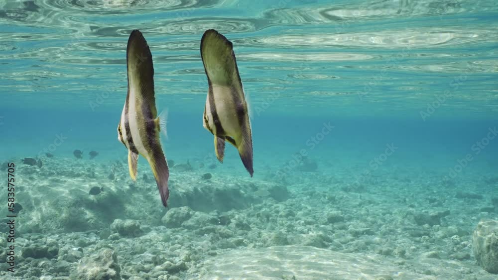 Two baby Bat fish swims underwater on shallow water, Slow motion. Pair ...