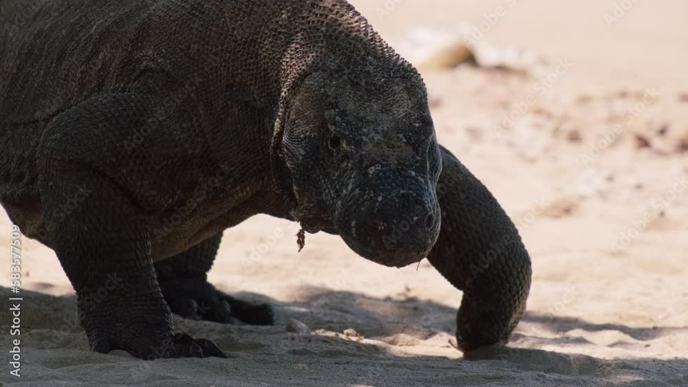 Komodo Dragon walking and sticking its tongue out on Komodo Island in ...