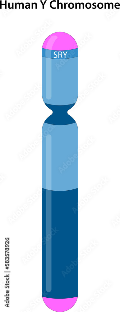 The Y chromosome is the male sex chromosome. The most important Y ...