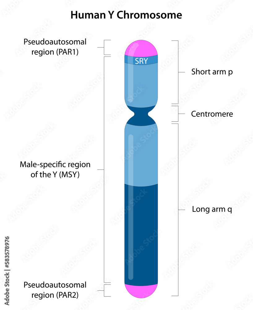 The Y Chromosome Is The Male Sex Chromosome The Most Important Y