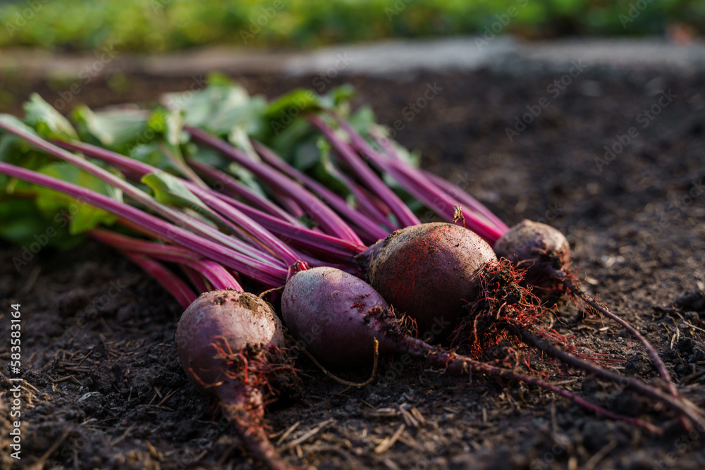 Beets with green tops are lying on the ground, dug out from the garden ...