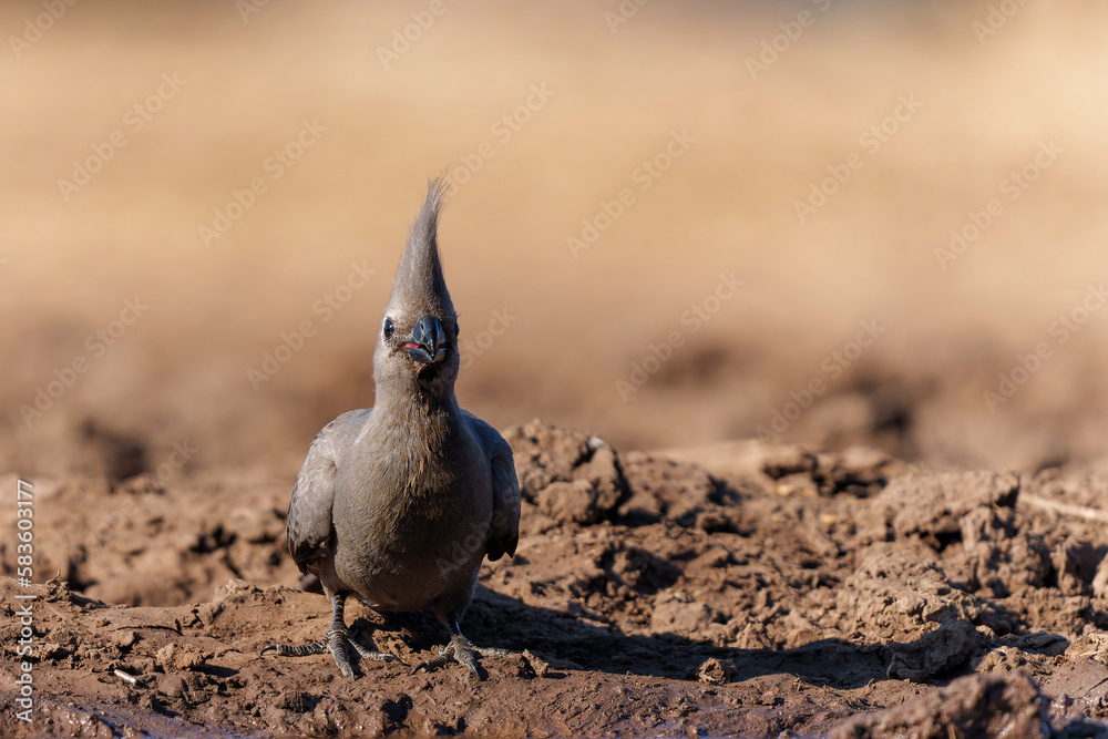 Grey Go-away-bird or Grey Lourie (Corythaixoides concolor) coming to a ...