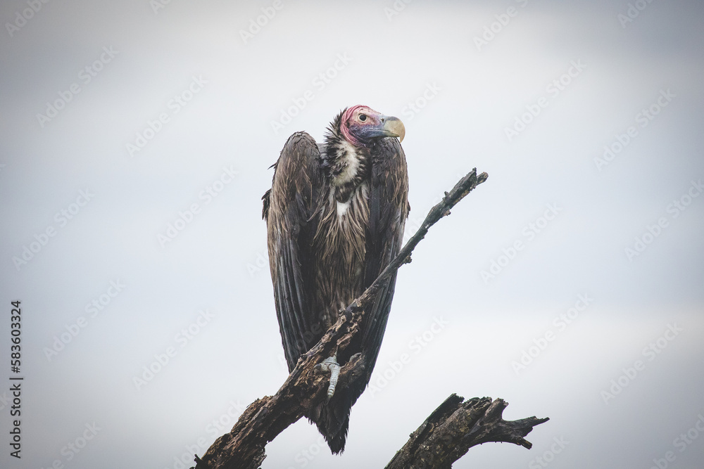An African lappet-faced vulture perched on a tree. With a sharp beak ...