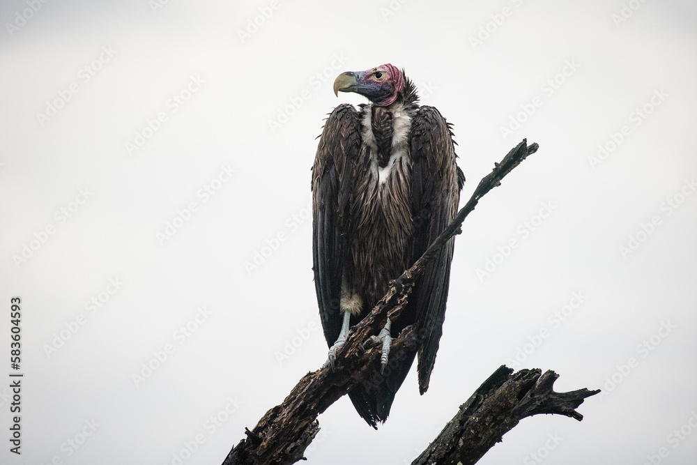 An African lappet-faced vulture perched on a tree. With a sharp beak ...