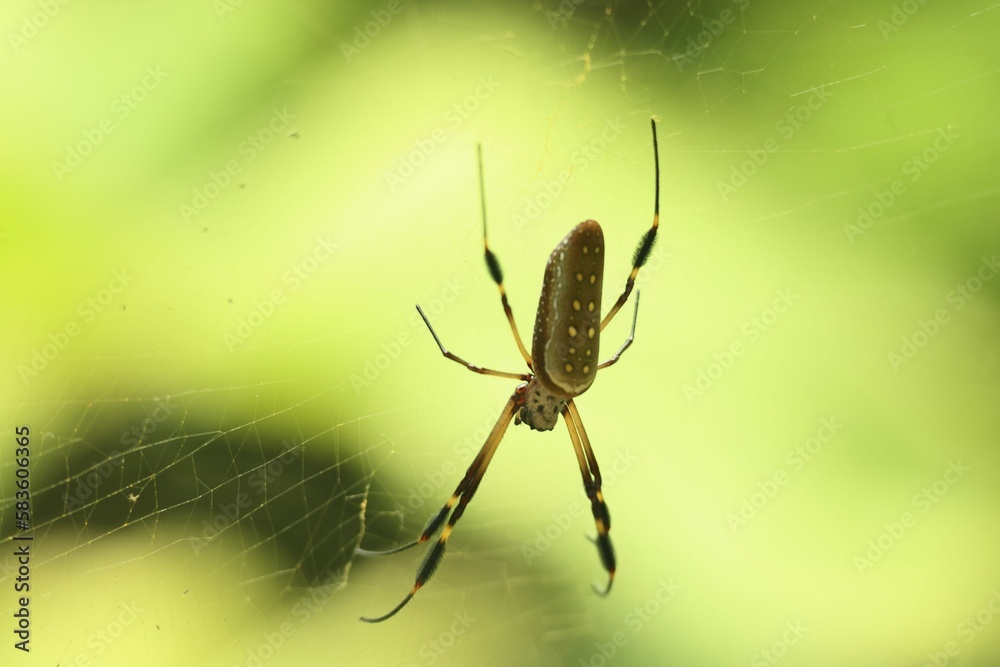 Poison spider in a spiders web with its tail hanging down Stock Photo ...
