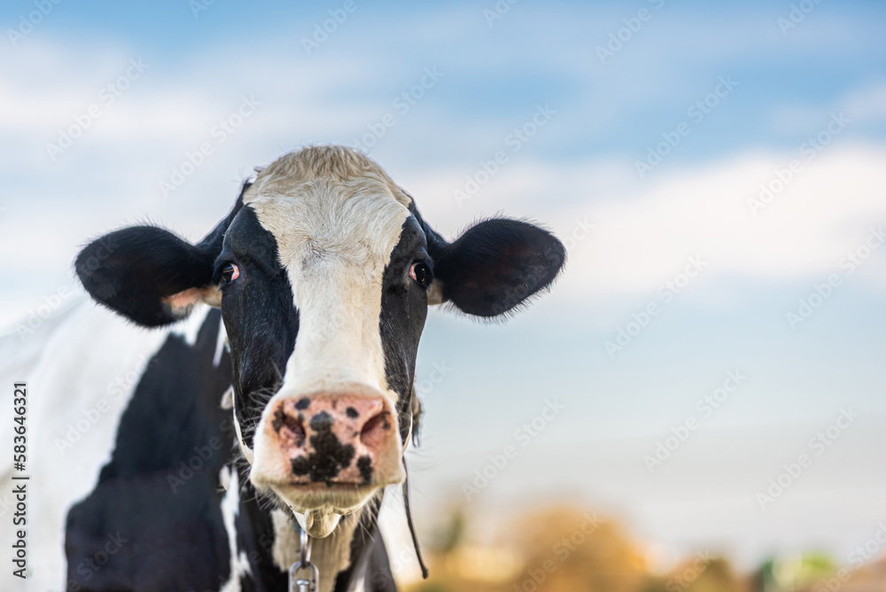 portrait of the head of a black and white dairy cow. Friesian cow in ...