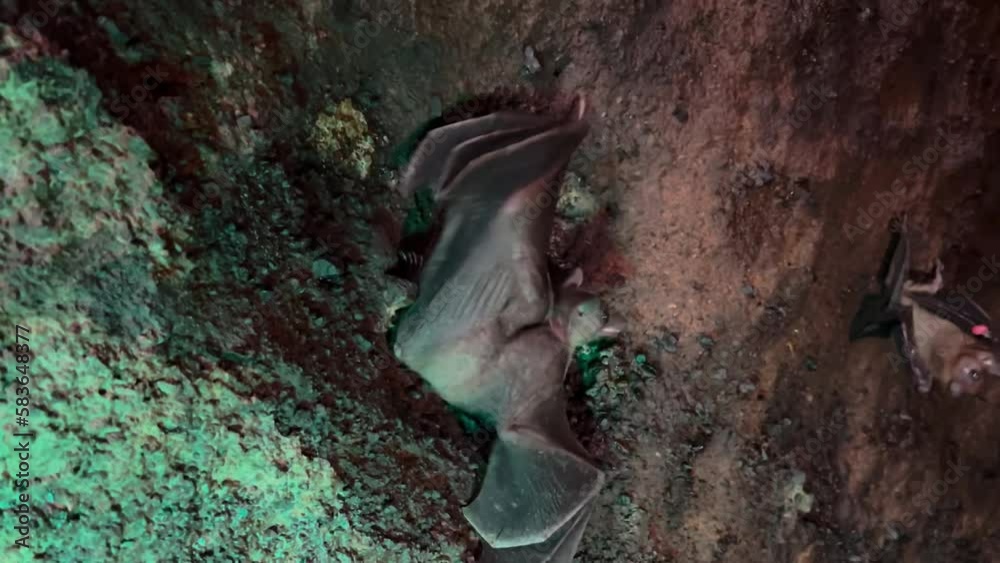 Cute flying fox in cave in green neon light of torch. Explore wild ...
