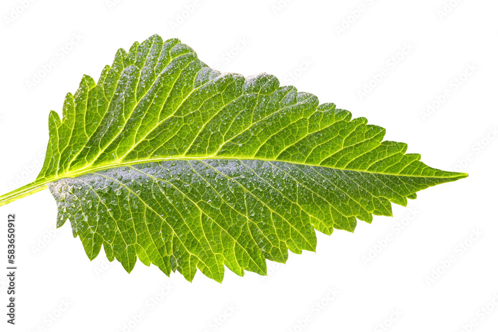 Large dahlia leaf close up with dew drops on it. Isolated png with ...