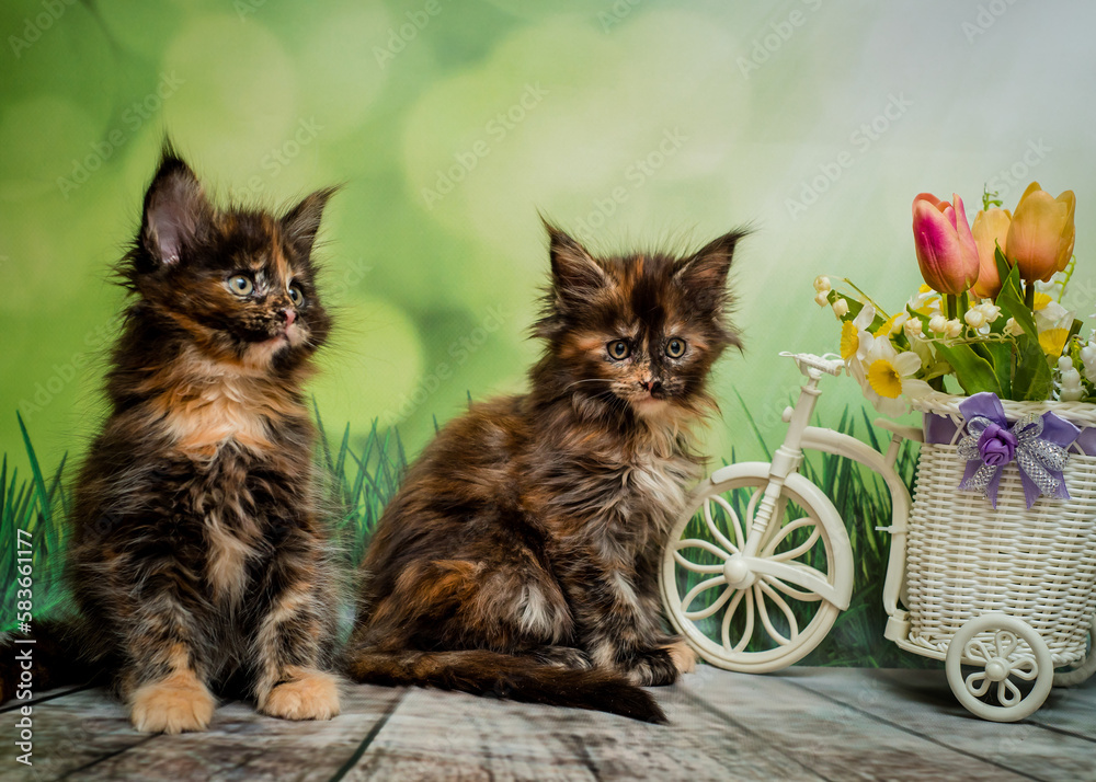 Two cute multi-colored kittens are posing for a photo. The breed of the ...