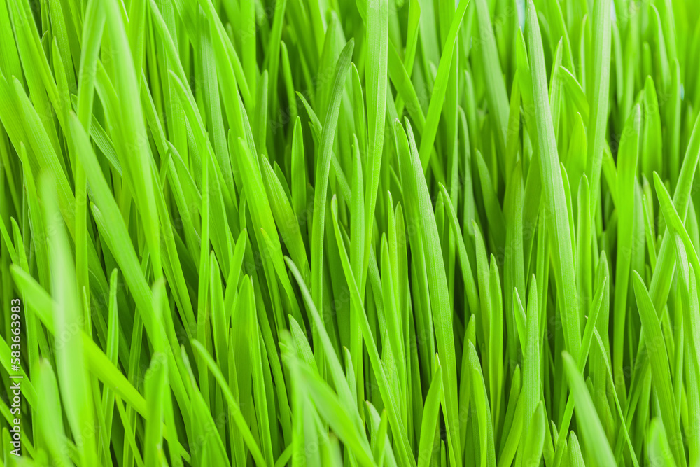 Fresh spring green grass background. Idea of spring renewal of nature ...