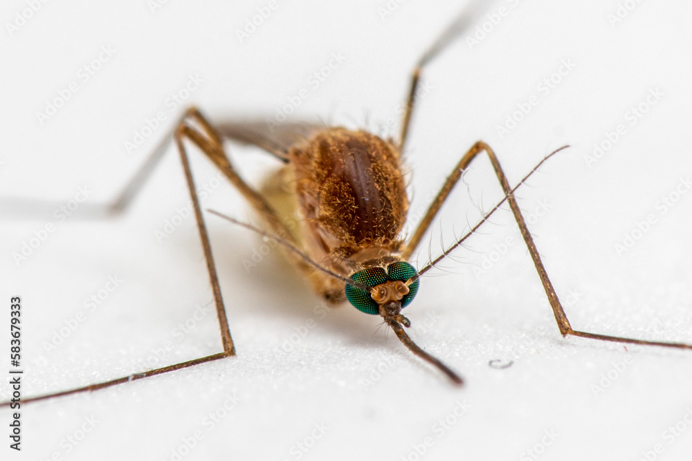 Culex pipiens, commonly referred to as the common house mosquito Stock ...