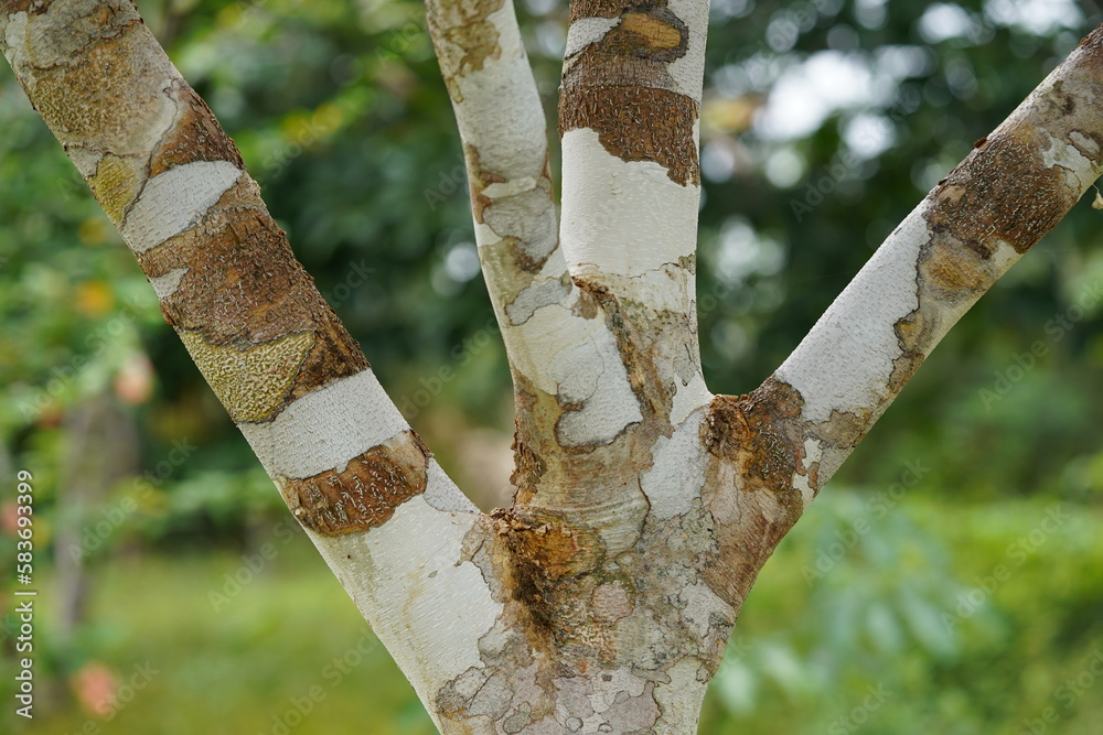 Strikingly patterned tree bark of a Dipteryx odorata tree, known as ...