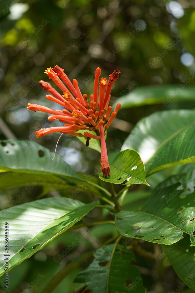 Flower of wild growing plant Quassia Amara in the Amazon rainforest. It ...