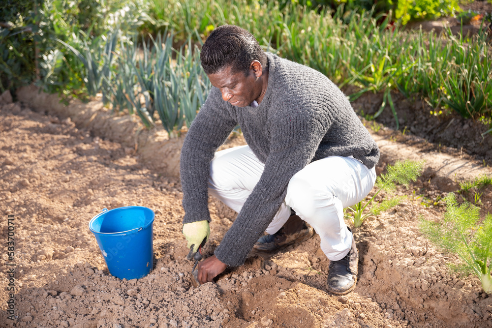 Focused African american man works in the kitchen garden on a spring ...