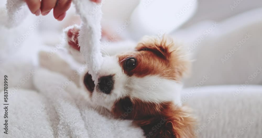 Puppy Playing In Womans' Hands. SLOW MOTION. Little baby dog biting ...