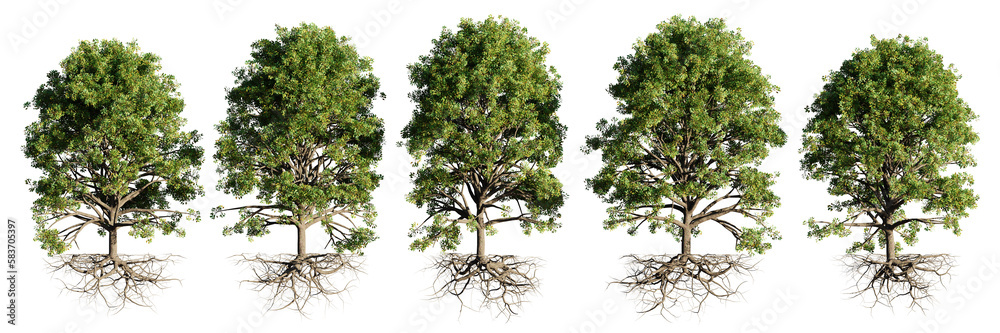 trees with roots, collection of beautiful tree groups, isolated on ...