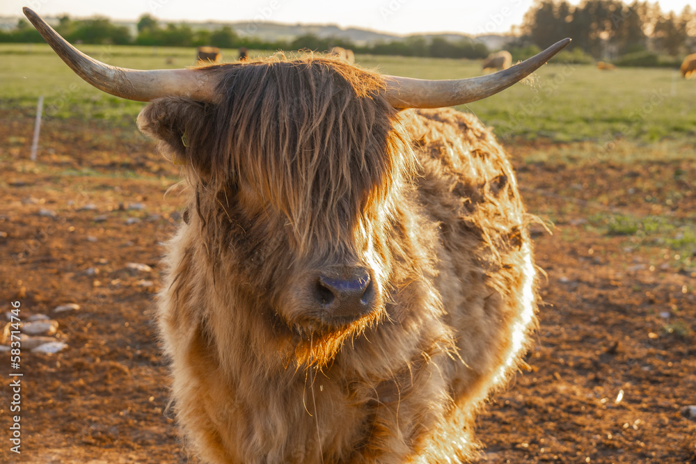 Scottish bull in a grassy field.Highland breed.Scottish Red bull in the ...
