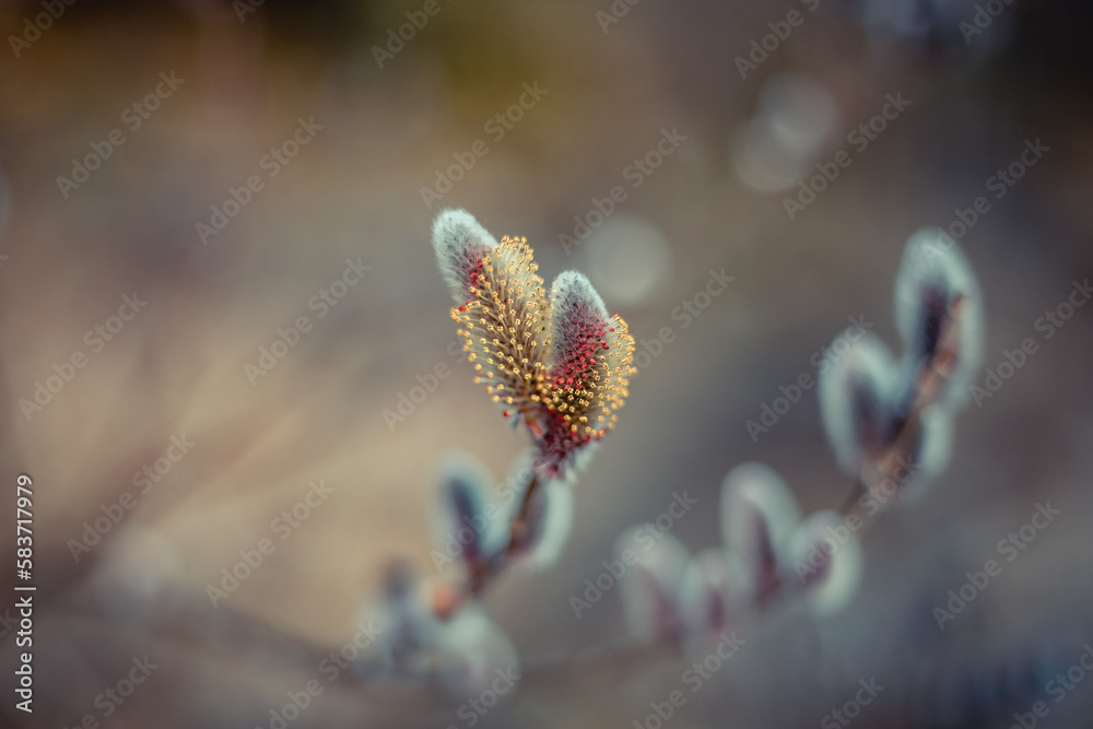 Willow Salix caprea branch with coats, fluffy willow flowers. Easter ...