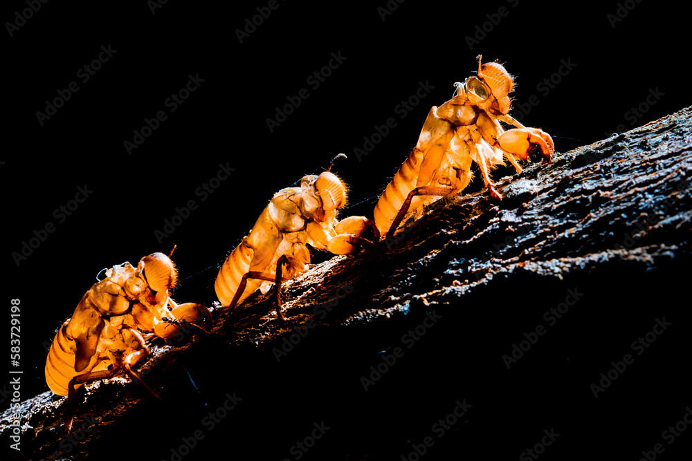 molting cicada strategy, Cicada insect stick on trees, Cicadas in the ...