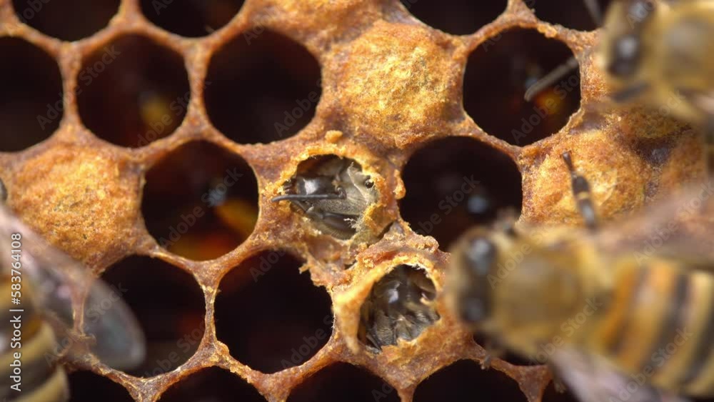 The Birth of a Bee. Honey Bee Brood, honeycomb. Brood care. Worker bee ...