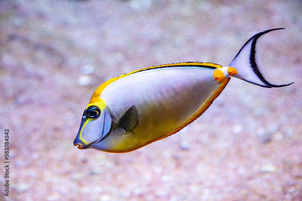 Orange-backed rhinoceros fish (Lat. Naso elegans) with a beautiful ...