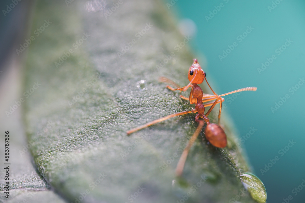 animal, ant family, ant icon, ant walk, ants, ants and prey, arthropod ...