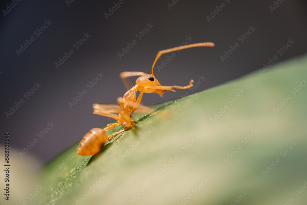 animal, ant family, ant icon, ant walk, ants, ants and prey, arthropod ...