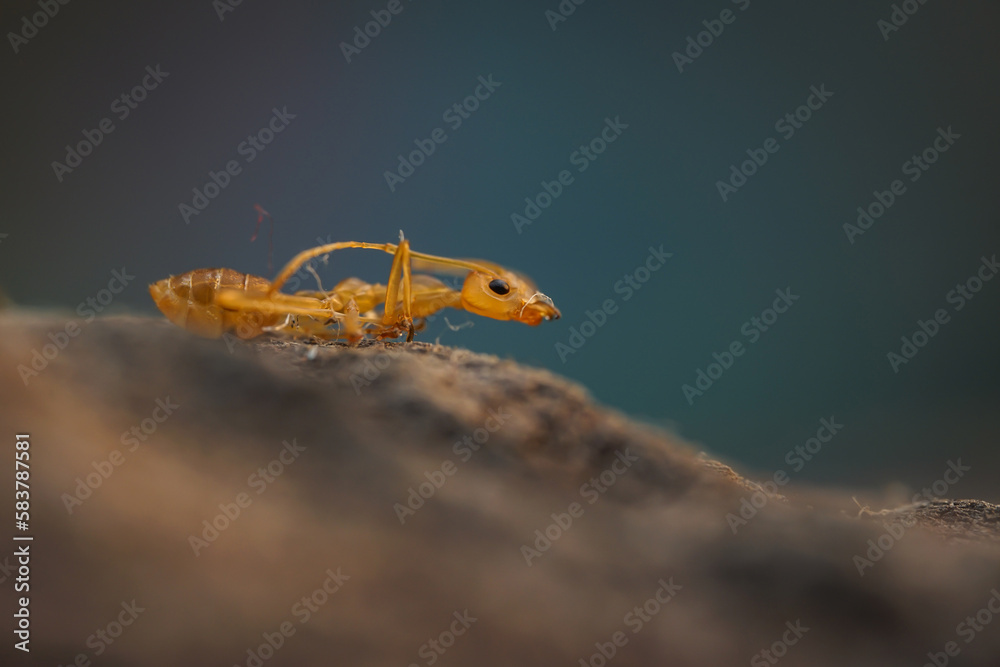 animal, ant family, ant icon, ant walk, ants, ants and prey, arthropod ...
