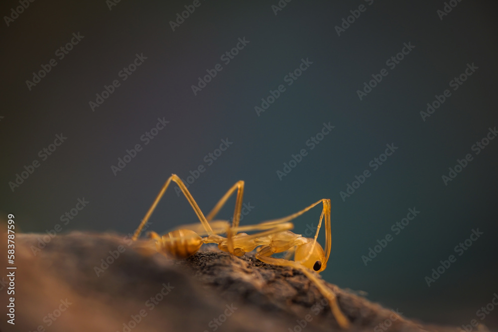 animal, ant family, ant icon, ant walk, ants, ants and prey, arthropod ...