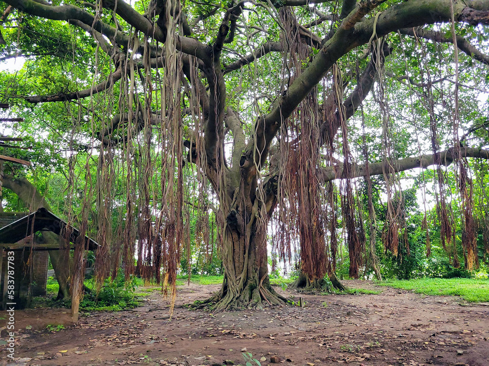 An ancient tree dominates the foreground, surrounded by gnarled roots ...