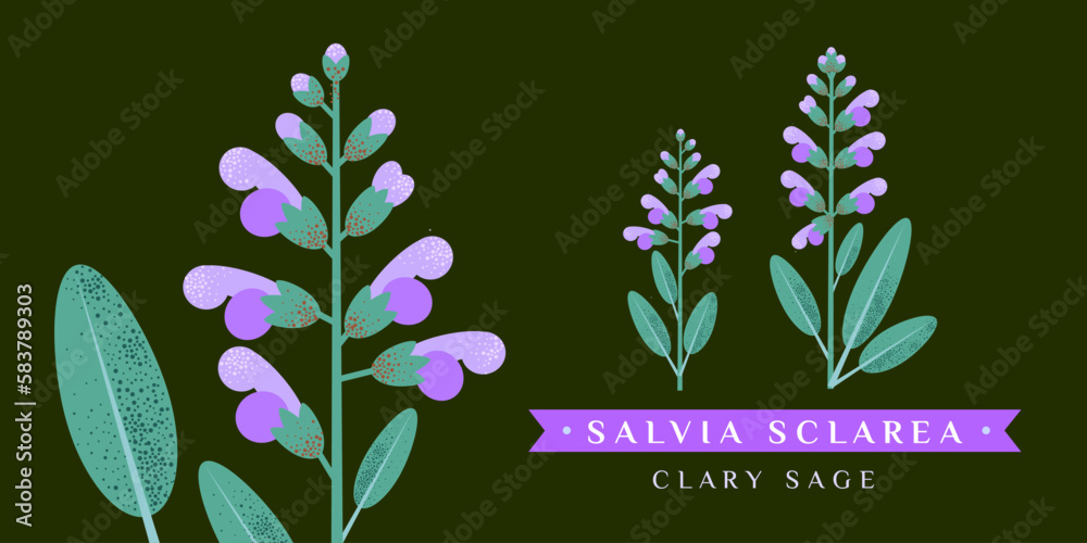 Salvia vector drawing. Isolated flower and leaves. Detailed botanical ...