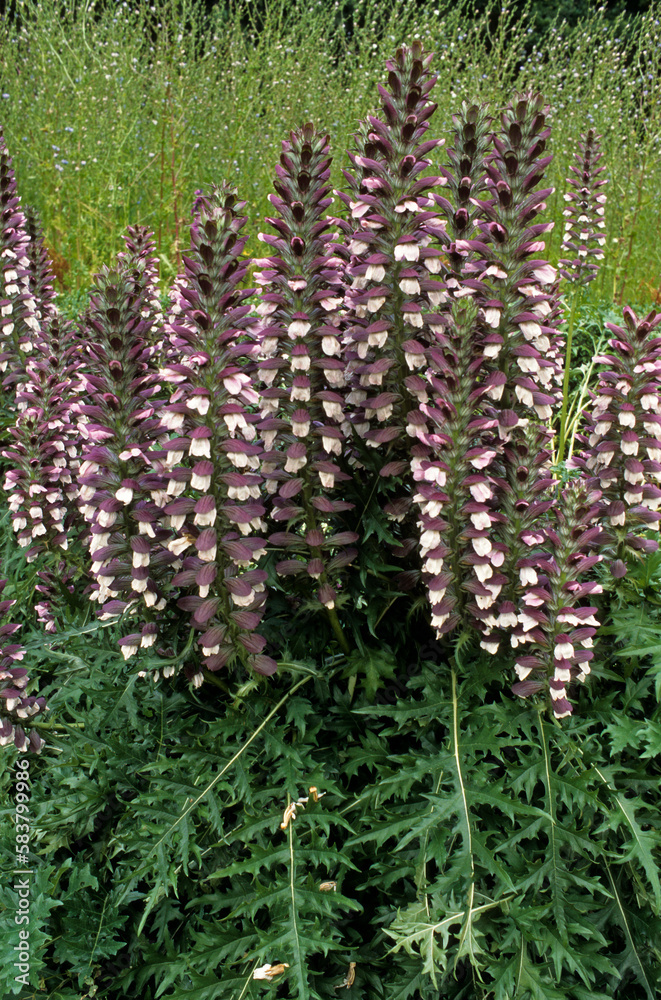 Acanthus mollis, Acanthe à feuilles molles foto de Stock | Adobe Stock