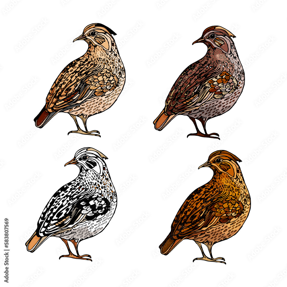 Quail eggs. Icon. Vector illustration. Label.Creative logo, icon ...