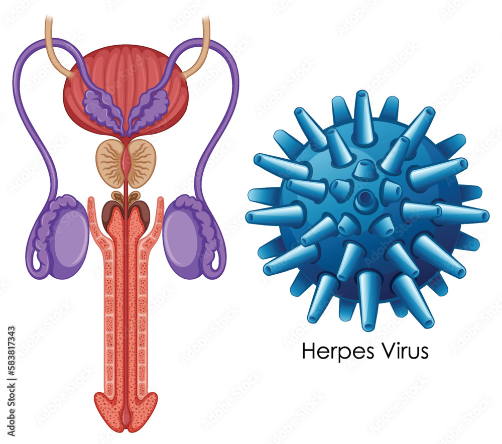 Inside The Male Reproductive System Stock Vector Adobe Stock
