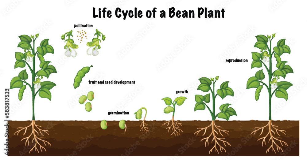 Life cycle of a bean plant diagram for science education Stock Vector ...