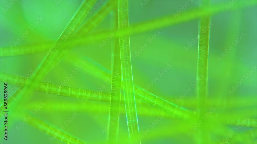Algae Spirogyra under the microscope, order Zygnematales. They belong ...