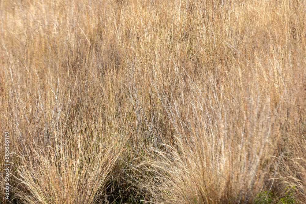 Abandoned field with overgrown weeds and grass - rural scenery for ...