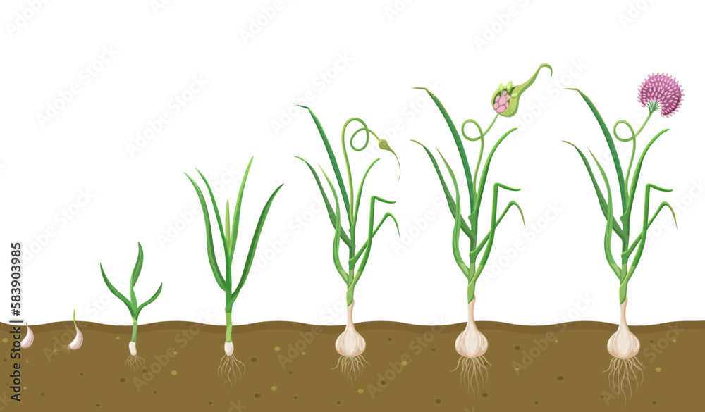 Vetor de Growth of garlic in soil. Cycle of growing vegetables. Plant ...