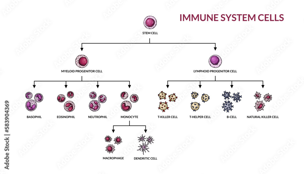 Cells of adaptive immune system. Human cells with names. Scientific microbiology vector ...