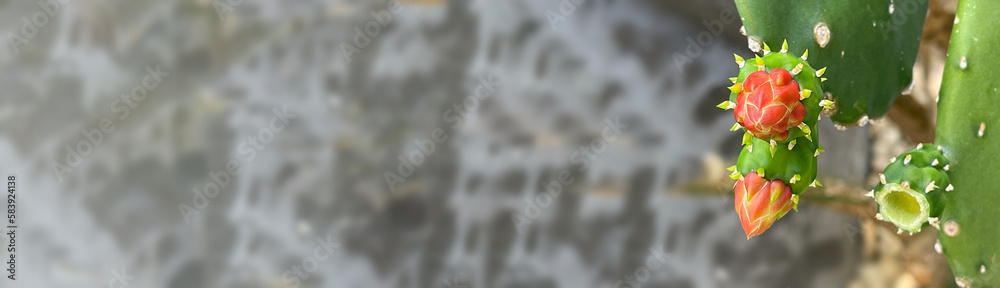 Shrubby or treelike cactus Nopalea, Opuntia cochenillifera botany ...