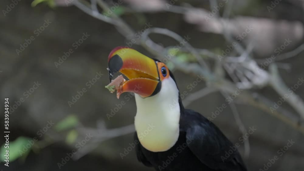 This close up video shows a beautiful toco toucan (Ramphastos toco ...