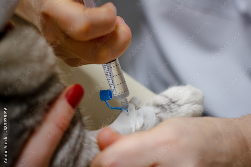 The cat is given medication through an inserted intravenous catheter ...