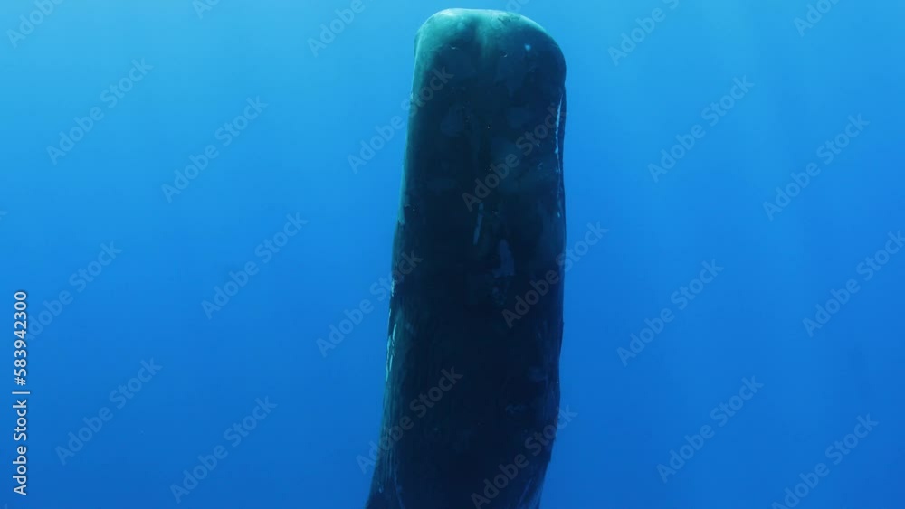 Sperm whale sleeps vertically underwater in ocean. This marine mammal ...