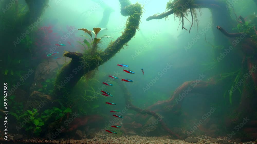 School of neon tetra fish in a foggy water. Planted aquarium with big ...