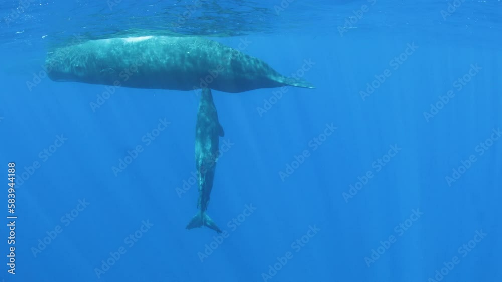 Sperm whale mothers provide their babies with milk underwater in ocean ...