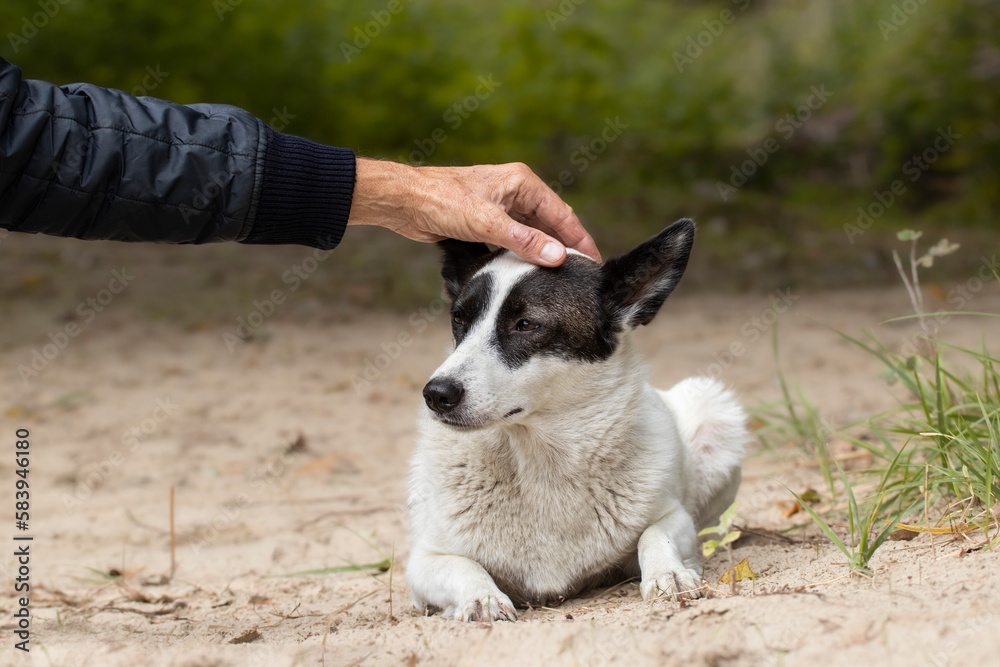 Foto de Stray unfortunate dog on the street.Help and rescue to stray ...