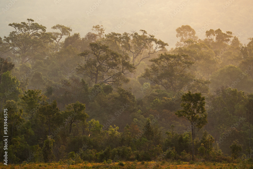 Earth Day eco concept with tropical forest background, natural ...