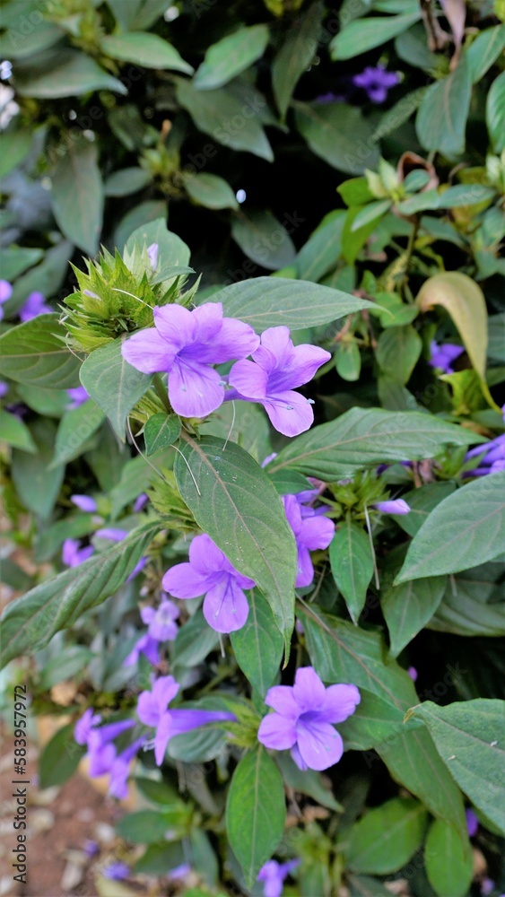Barleria cristata also known as Philippine violet, Bluebell barleria ...
