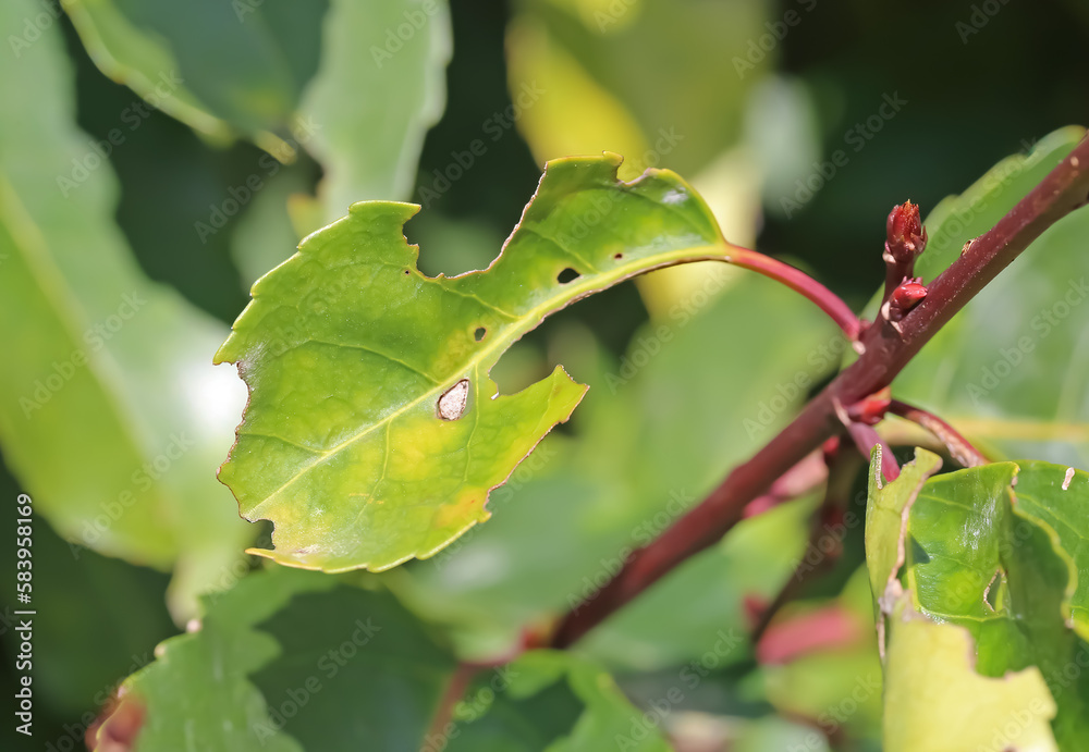 Closeup of cherry lily (Prunus laurocerasus) hedge leaves with late ...