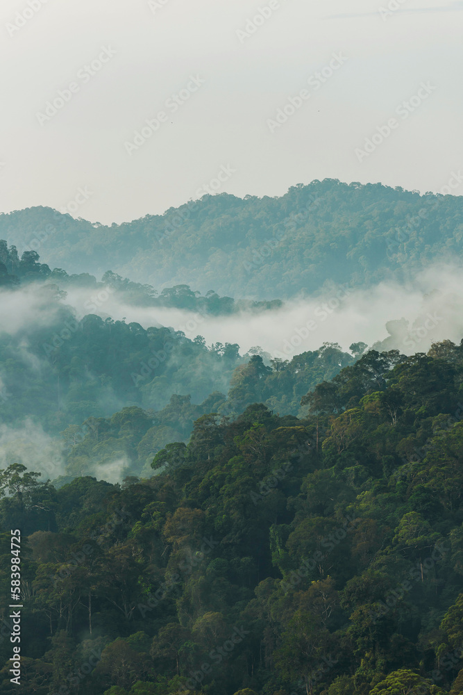 Borneo lowland rainforest in Ulu Temburong National Park, Brunei ...